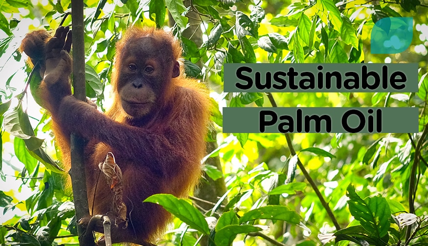 Learn more about sustainable palm oil | Watsons Thailand